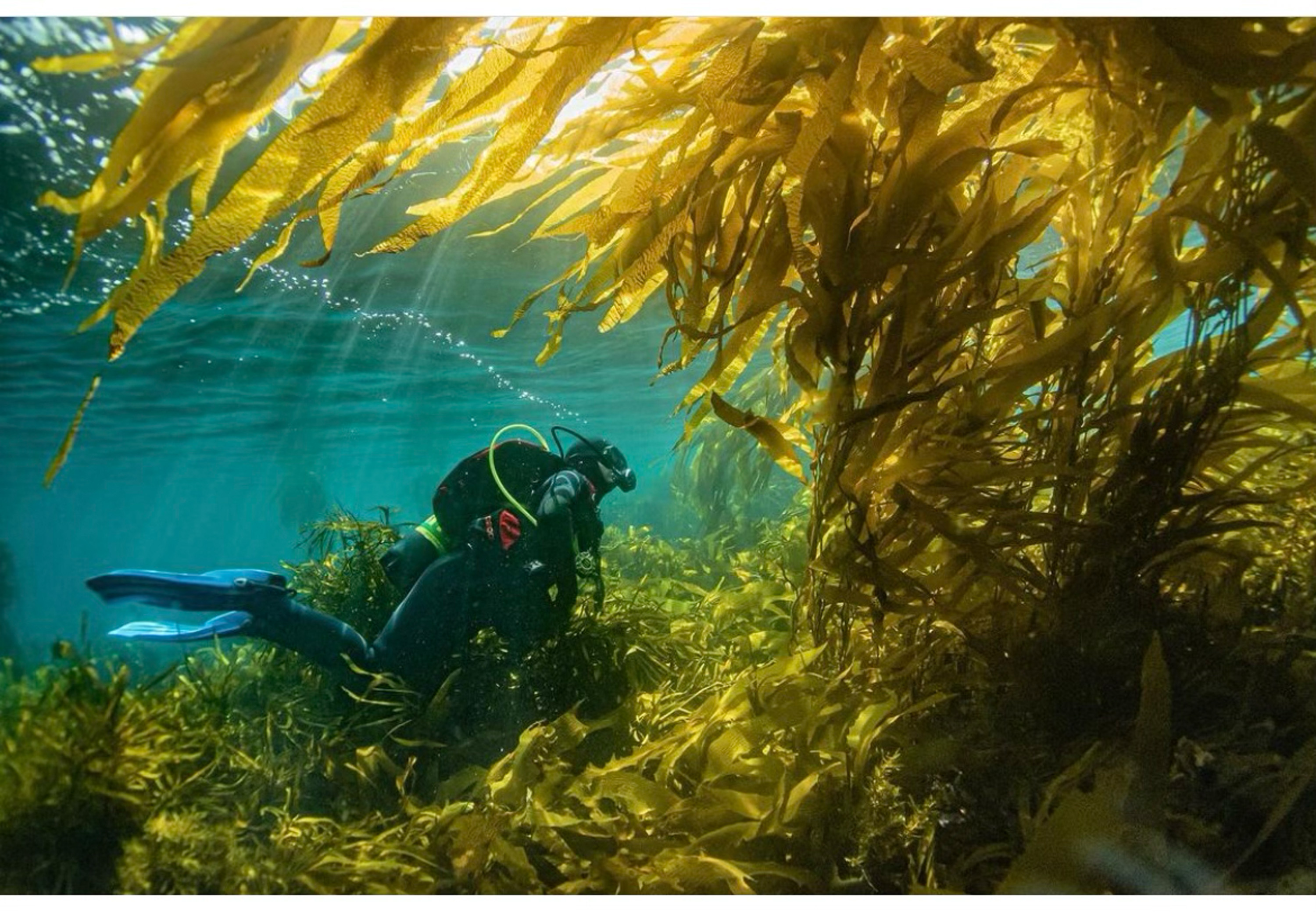 4 Pines x Sea Forest - Good Beer that Gives Back - Why Is There Seaweed ...